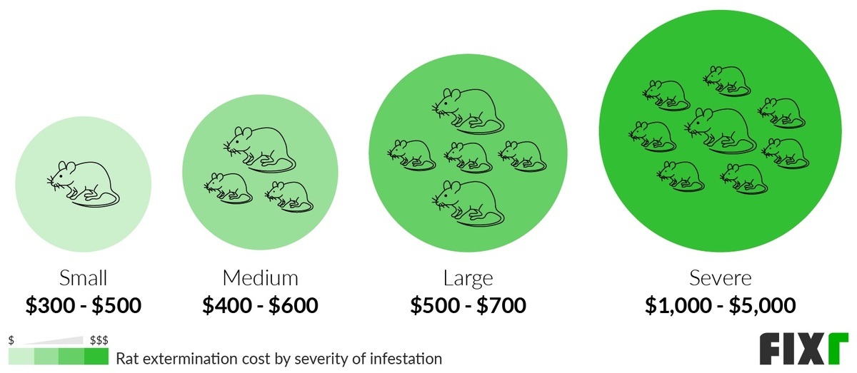 2022 Cost to Exterminate Rats | Rat Exterminator Cost