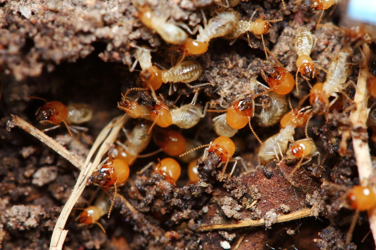 2022 Cost of Termite Treatment in Oklahoma