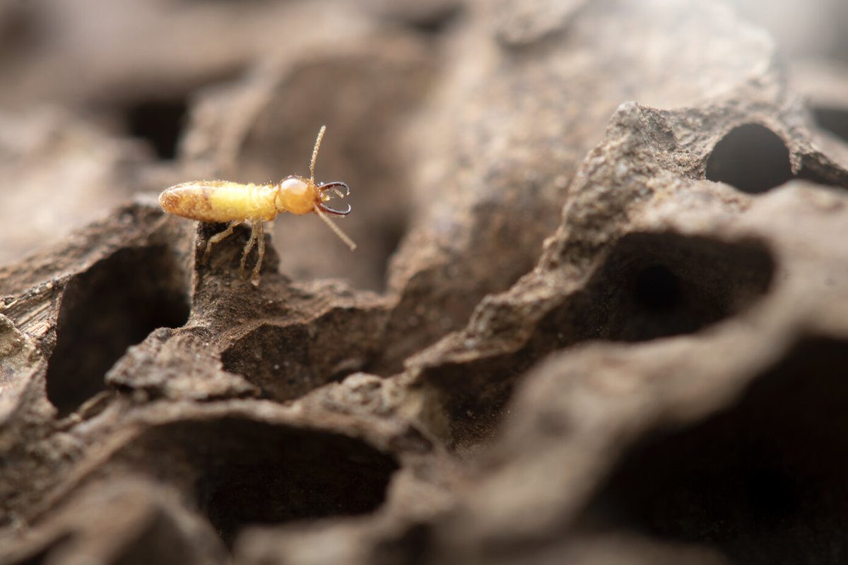 2022 Cost of Termite Treatment in Tucson