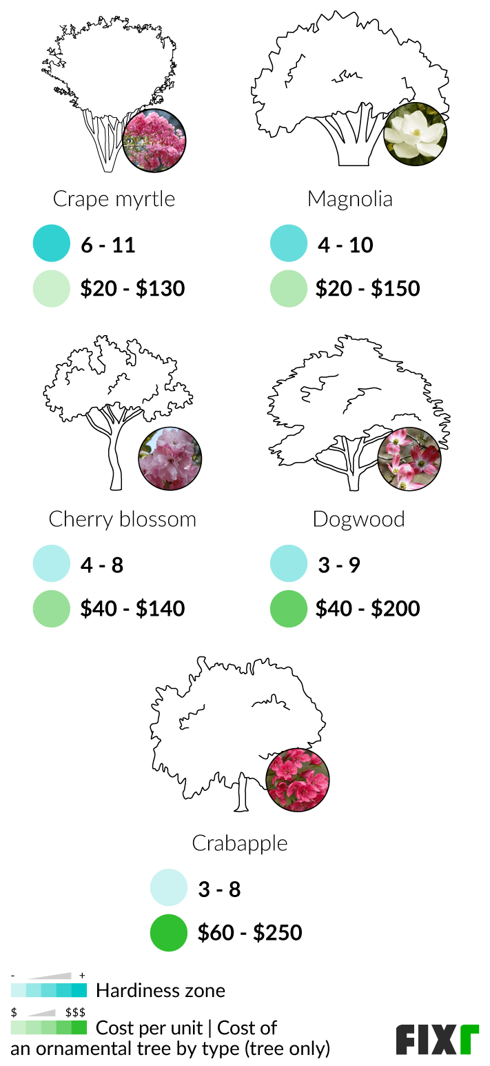 Tree Planting Cost | Average Price to Plant a Tree