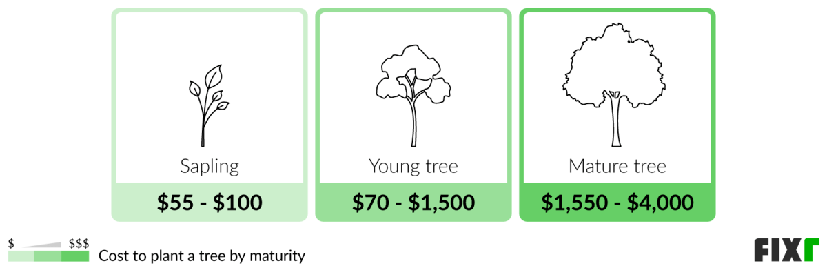 Tree Planting Cost | Average Price to Plant a Tree