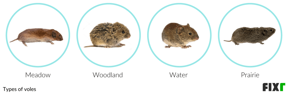 2023 Vole Exterminator Cost | Vole Control Cost